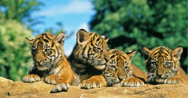 Tiger Animal Facts - Panthera Tigris - A-Z Animals