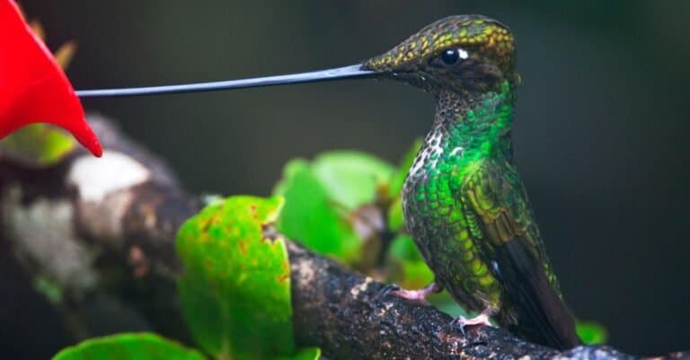 10 Notable Facts About Hummingbirds - A-Z Animals