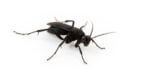 Tarantula Hawk Animal Facts - Pepsis - A-Z Animals