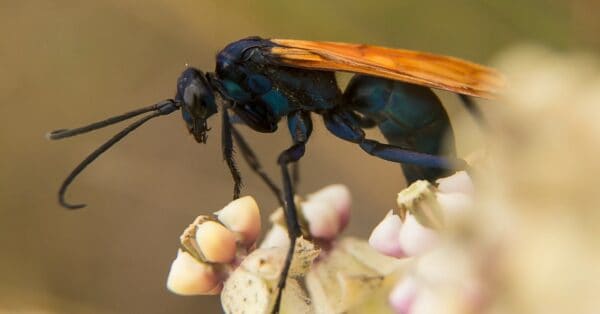 Tarantula Hawk Insect Facts - Pepsis albocincta - A-Z Animals