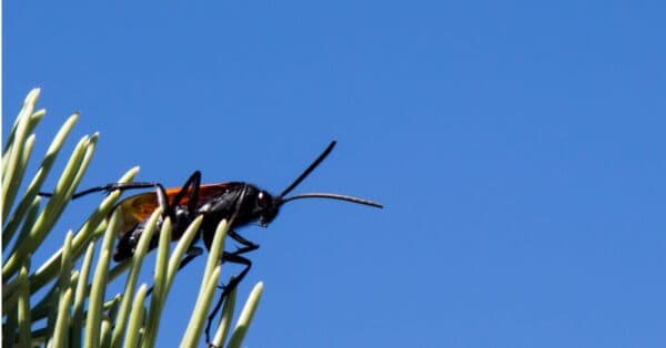 Discover the Official New Mexico State Insect - A-Z Animals