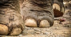 From Toenails to Tiptoes: Understanding Elephant Foot Anatomy - A-Z Animals