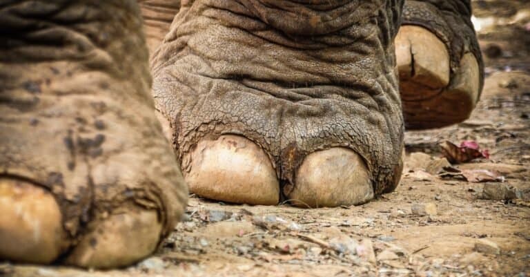 From Toenails to Tiptoes: Understanding Elephant Foot Anatomy - A-Z Animals