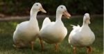 American Pekin: Characteristics, Lifespan, Size, Price, and More! - A-Z ...