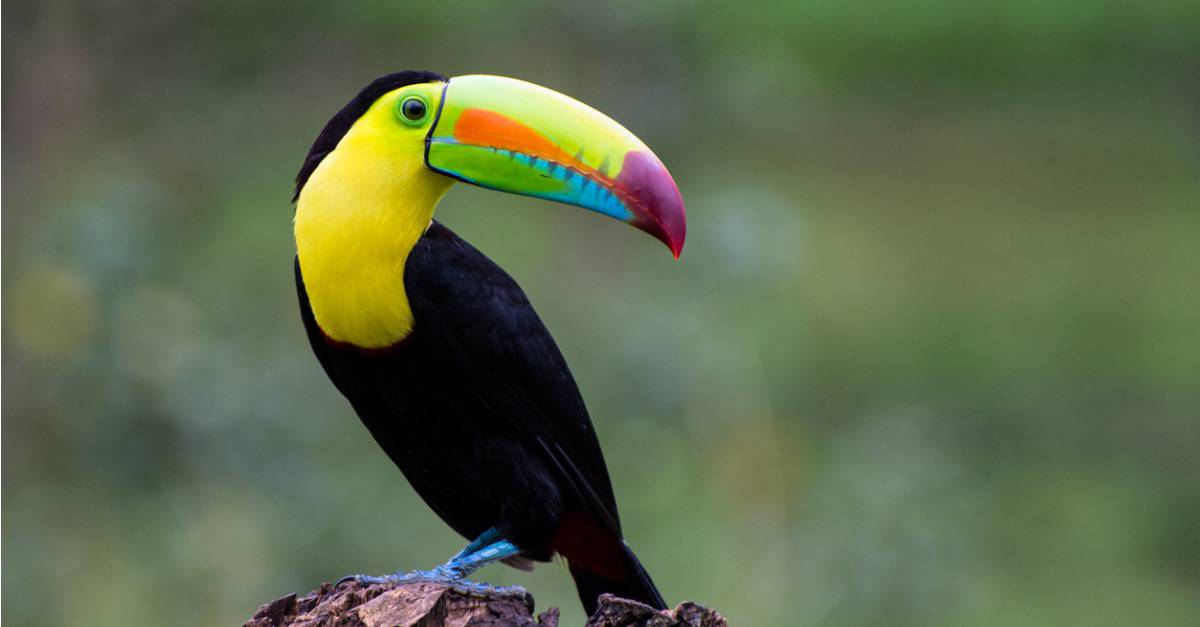 Top 7 Most Colorful Birds in the World - A-Z Animals