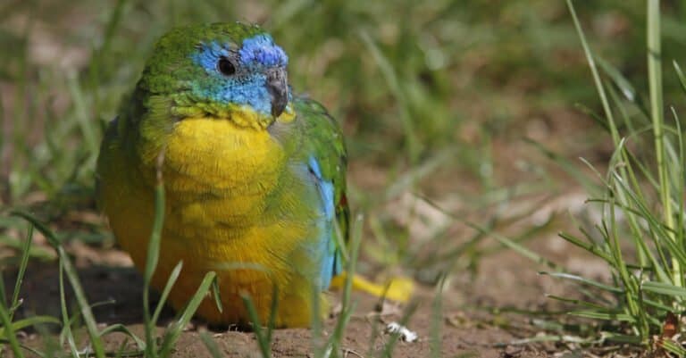 10 Most Beautiful Birds and Where You Can Find Them Around the World ...