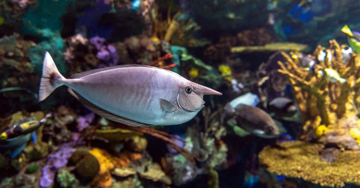 These Real-Life 'Unicorns' All Have One Horn - A-Z Animals