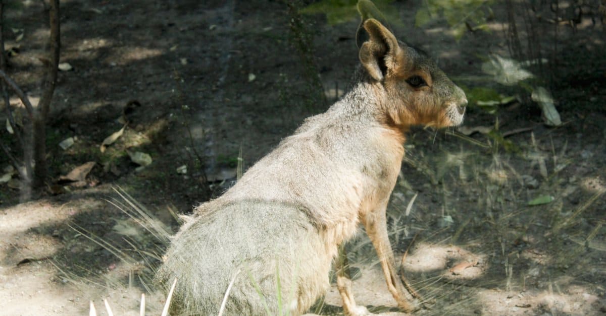10 Animals That Eat Grass - A-Z Animals