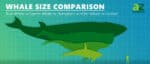 Whale Size Comparison: How Big Are Different Whales? - A-Z Animals
