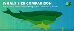 Whale Size Comparison: How Big Are Different Whales? - A-Z Animals