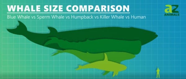 Whale Size Comparison: How Big are Different Whales? - IMP WORLD