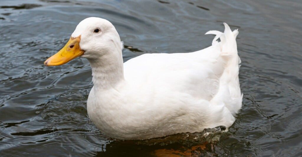 This Is Where You Can Spot the Largest Ducks in America - A-Z Animals ...