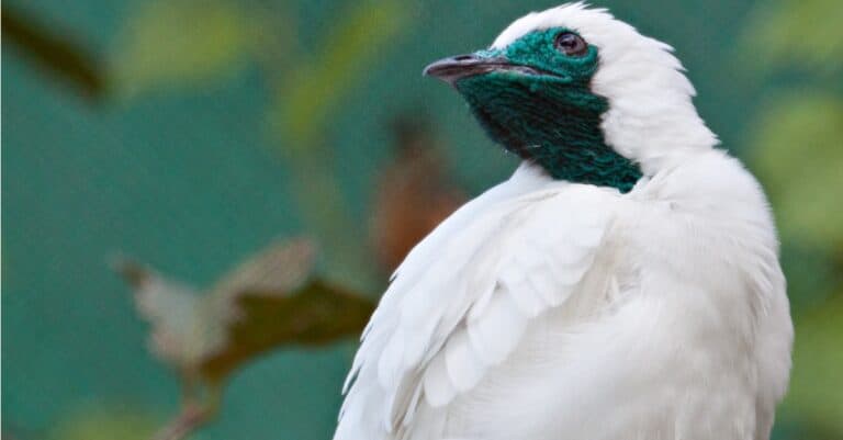 10 Birds That Chirp The Loudest - A-Z Animals