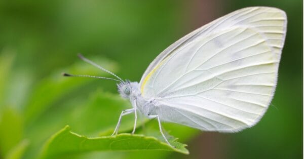 White Butterfly Animal Facts - Pieris rapae - A-Z Animals
