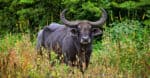 10 Essential Facts About Water Buffalo - A-Z Animals