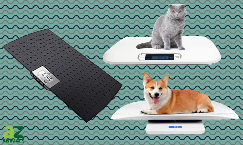 Our Top Picks for the Best Pet Scales - A-Z Animals