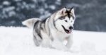 Alusky Animal Facts - Canis lupus familiaris - A-Z Animals