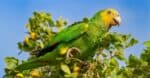 How Smart Are Parrots? Everything We Know About Their Intelligence - A ...