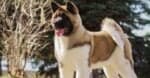 Akita Progression: Growth Chart, Milestones, and Training Tips - A-Z ...