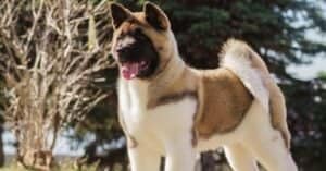 Akita Progression: Growth Chart, Milestones, and Training Tips - A-Z ...