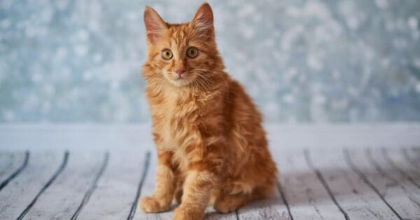16 American Cat Breeds - A-Z Animals