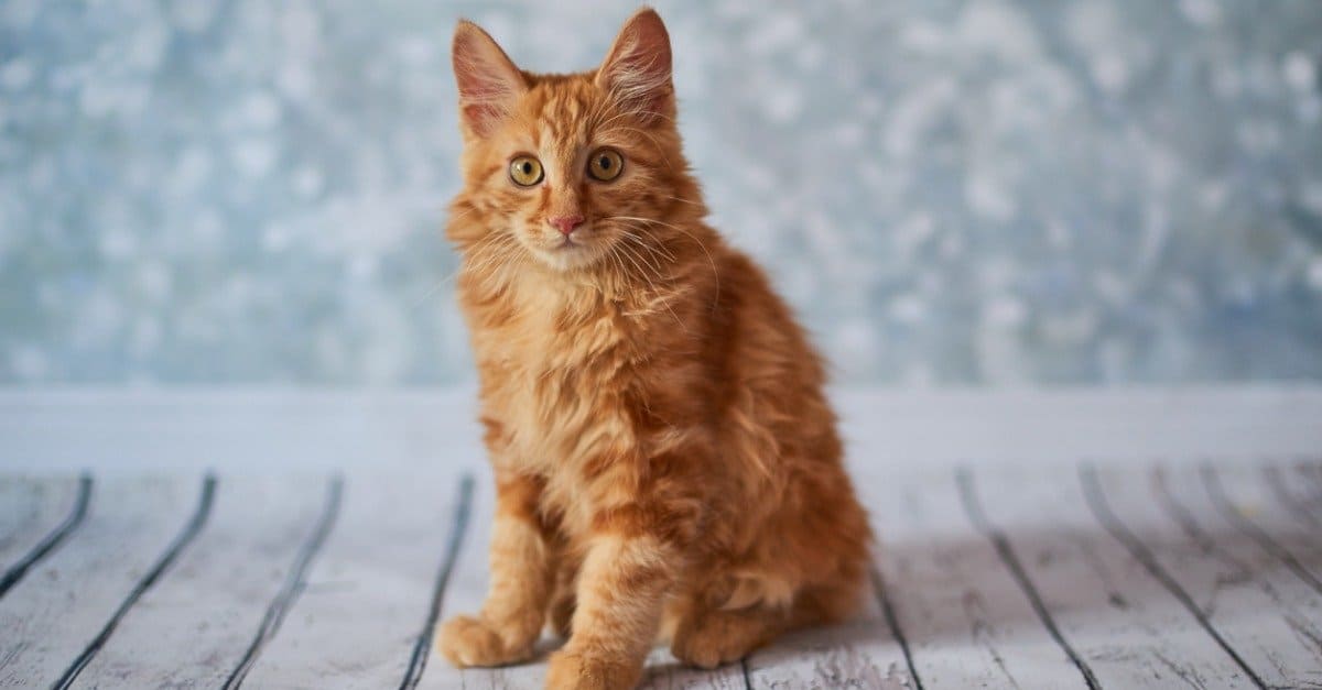 8 Red Cat Breeds & Red Cat Names - A-Z Animals