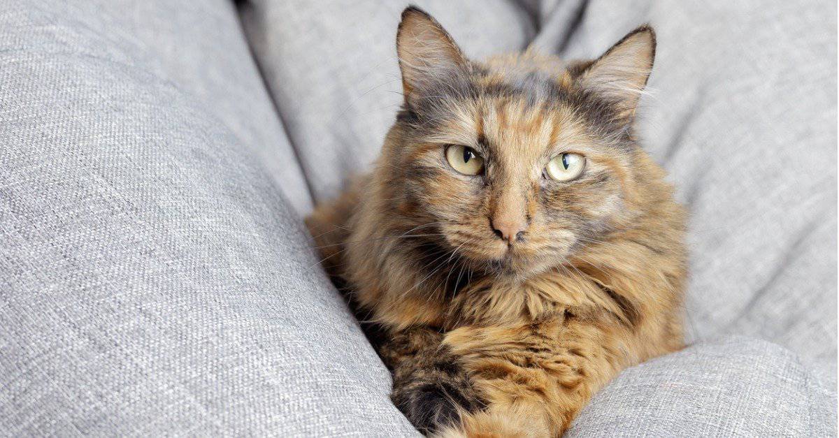 9 Yellow Cat Breeds and Yellow Cat Names - A-Z Animals