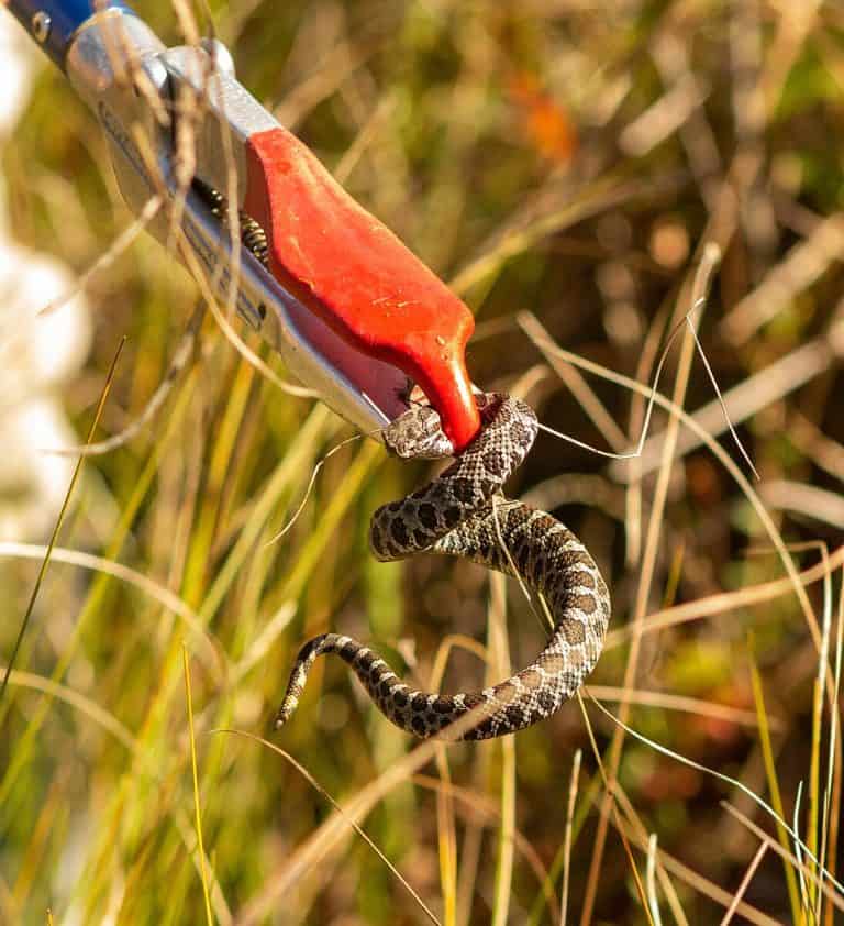 Essential Tools for Snake Removal: Choosing the Right Equipment - A-Z ...