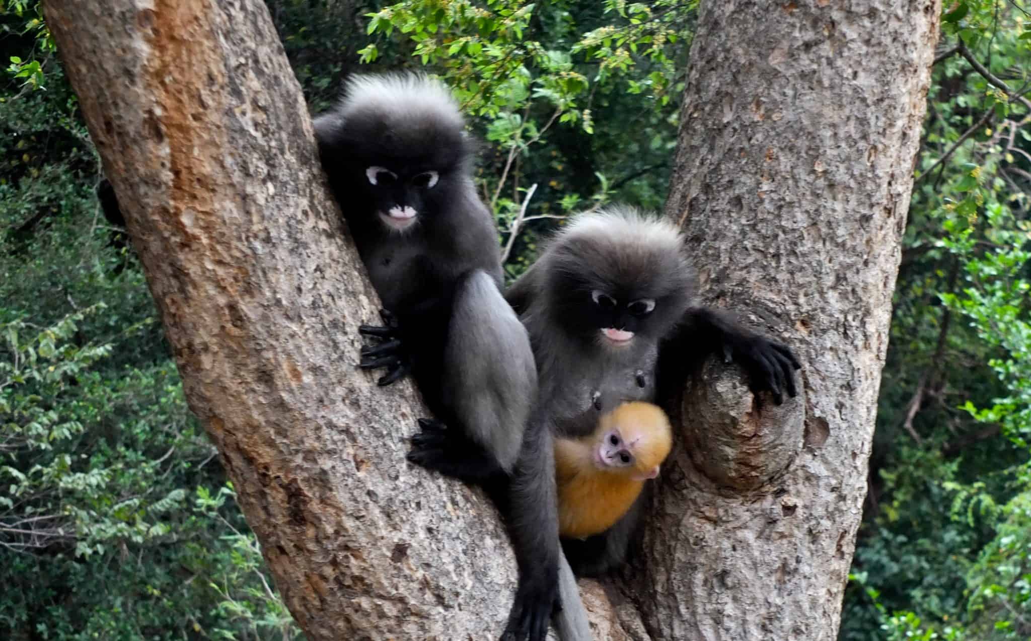 Baby Monkey: 5 Fascinating Facts and 5 Adorable Pictures - A-Z Animals
