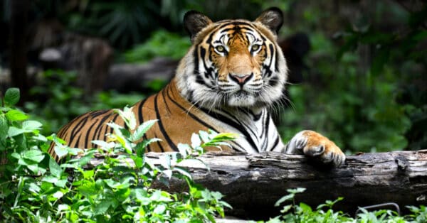 What Do Bengal Tigers Eat? - A-Z Animals