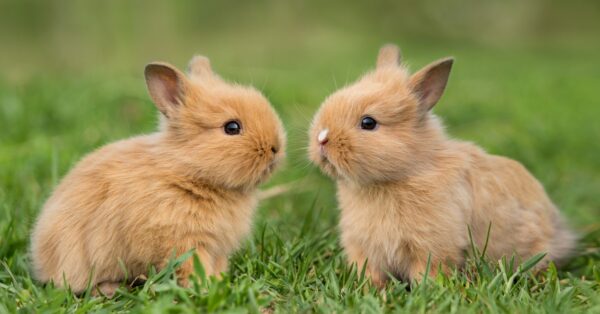 When Do Rabbits Have Babies? - A-Z Animals