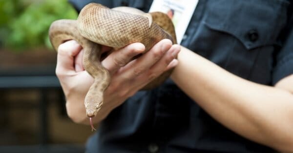 Children’s python Animal Facts - Antaresia childreni - A-Z Animals