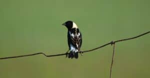 Bobolink - A-Z Animals