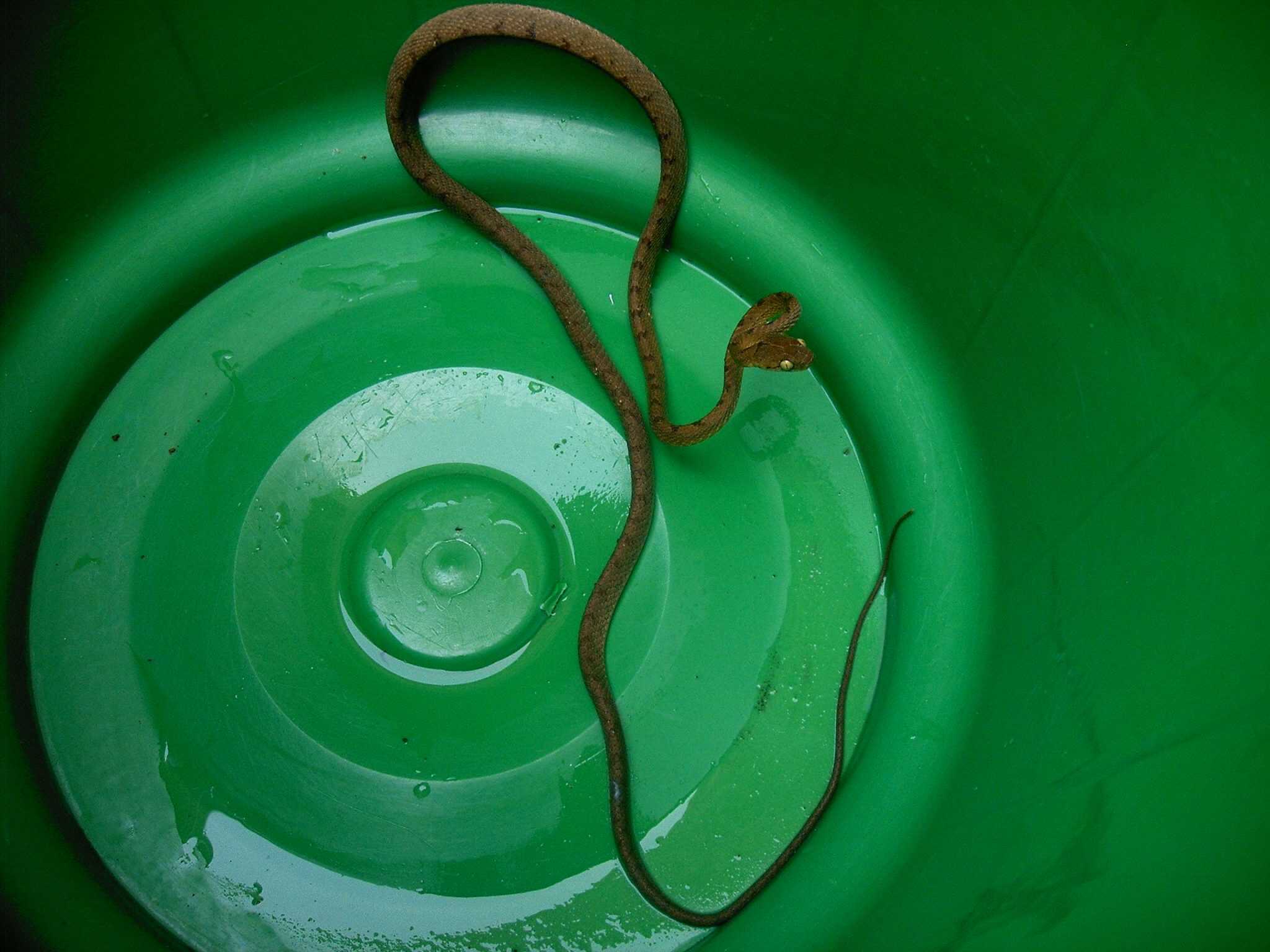 Essential Tools for Snake Removal: Choosing the Right Equipment - A-Z ...
