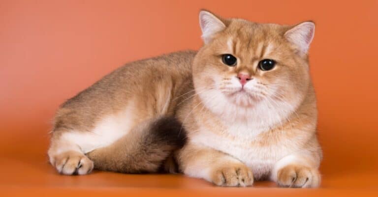 What Kind of Cat Is Garfield? Breed Information, Pictures, and Facts ...