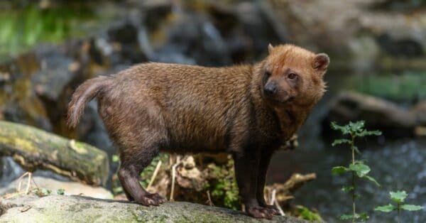 10 Types Of Wild Dogs - A-Z Animals