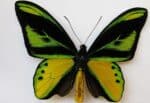 Exploring the Rarest Butterflies in the World - A-Z Animals