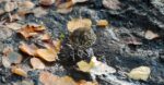 Cuckoo Animal Facts - Cuculidae - A-Z Animals