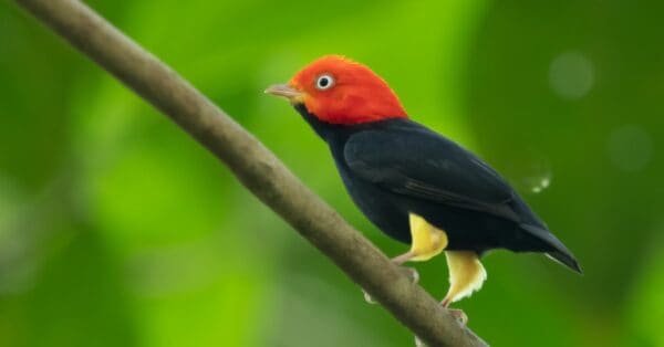 This Bird is the Michael Jackson of the Animal Kingdom - A-Z Animals