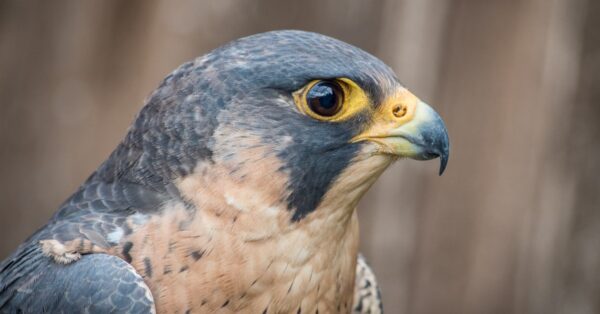 10 Fascinating Facts About Falcons - A-Z Animals