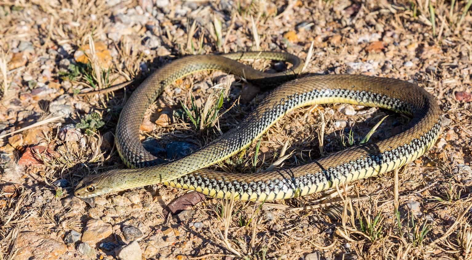 Why Do Snakes Eat Themselves? - A-Z Animals