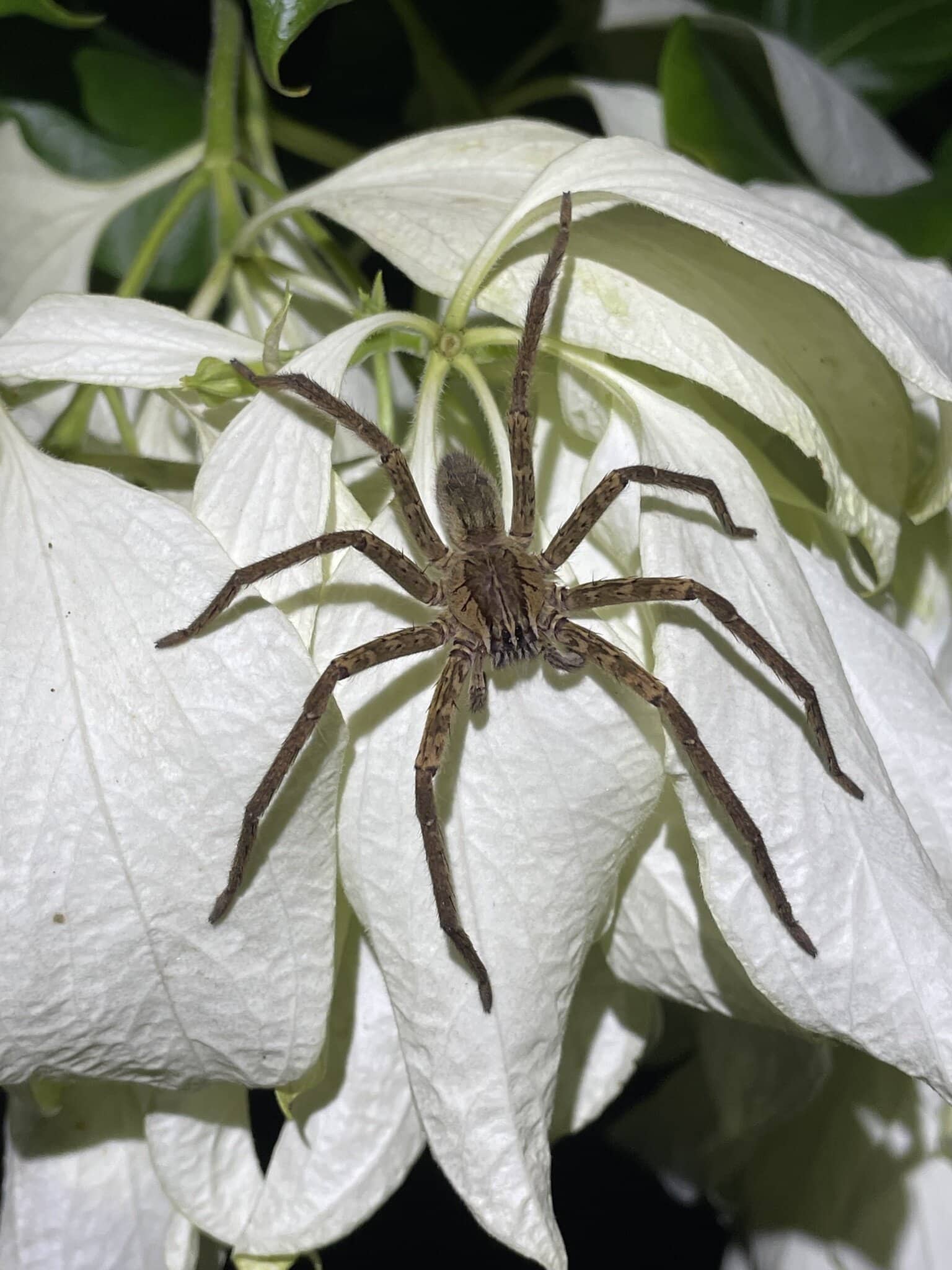 Banana Spiders: Nature's Impressive Yet Intimidating Creatures - A-Z ...