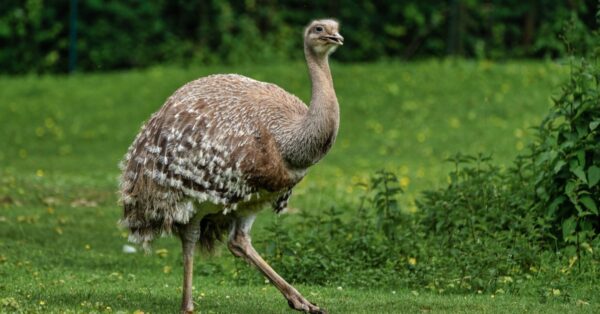 Rhea vs Emu: What Are 8 Key Differences? - A-Z Animals
