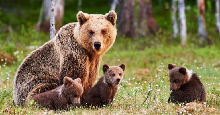 What Do Brown Bears Eat? 30+ Foods They Crave - IMP WORLD