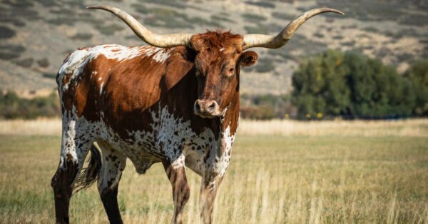 Ox vs Cow: What Are the Differences? - A-Z Animals