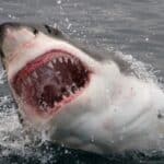10 fascinating Ways Sharks Hunt for Prey - A-Z Animals Slideshows