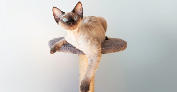 Devon Rex Prices in 2024: Purchase Cost, Vet Bills, and Other Costs - A ...
