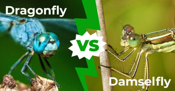 Dragonfly vs Damselfly: 6 Key Differences Explained - A-Z Animals