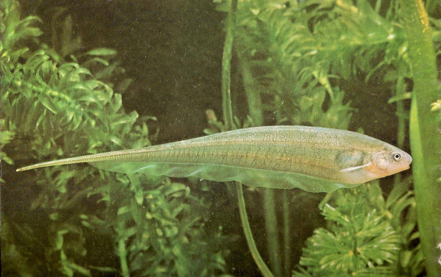 Types of Electric Fish: Discover 10 Shocking Fish - A-Z Animals