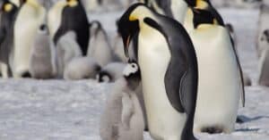 Penguin Lifespan: How Long Do Penguins Live? - A-Z Animals